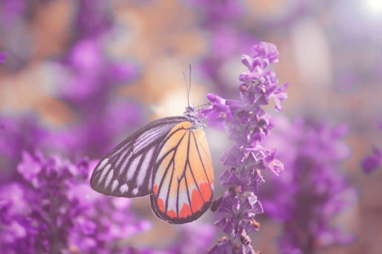 How To Get Butterfly Snapchat Filter | ITGeared