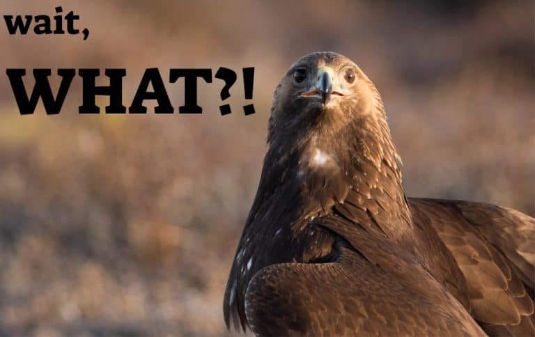 How To Make Twitter Memes | ITGeared